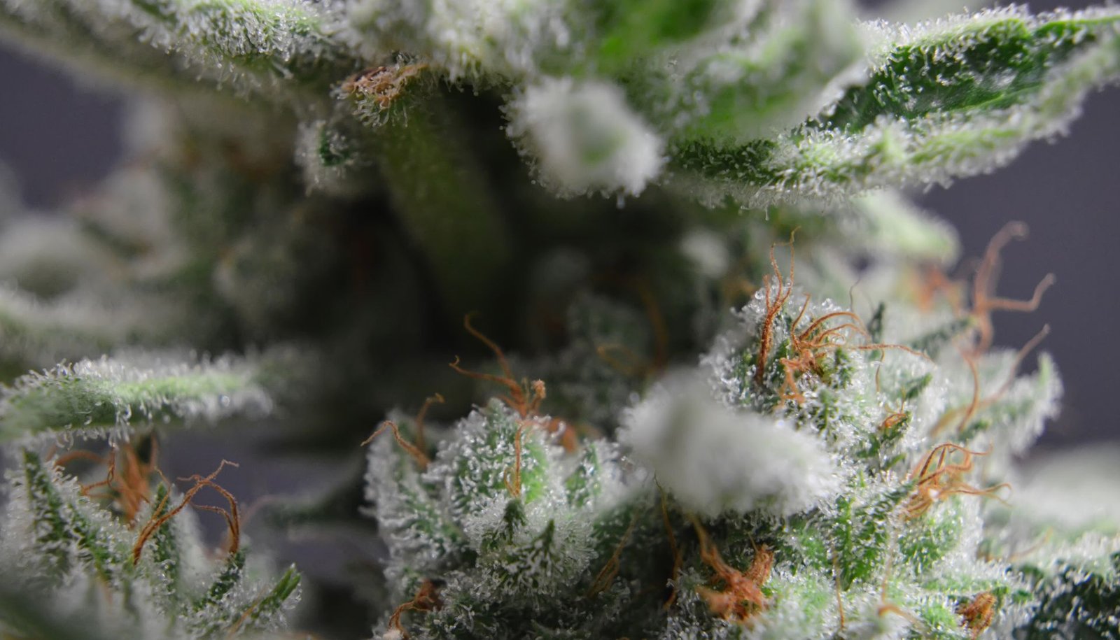What Are Frosted Buds & How Do You Smoke Them? - Denver, Colorado ...